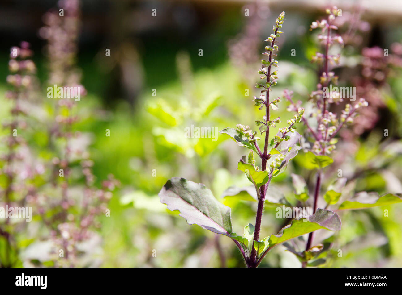 Fresh basil flower plant background Stock Photo - Alamy