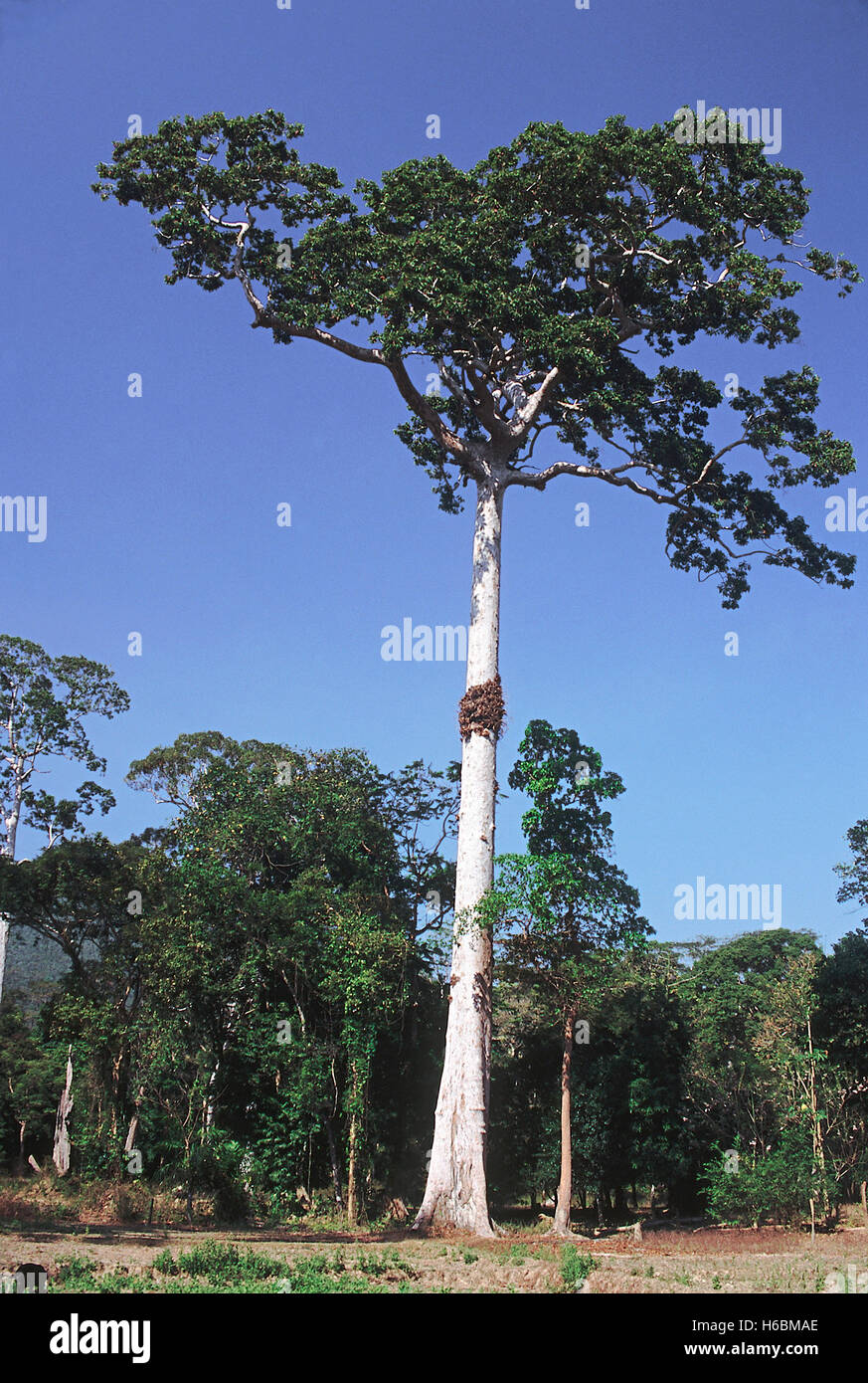 Locally called 'Gurjan', this is one of the important trees in the ...