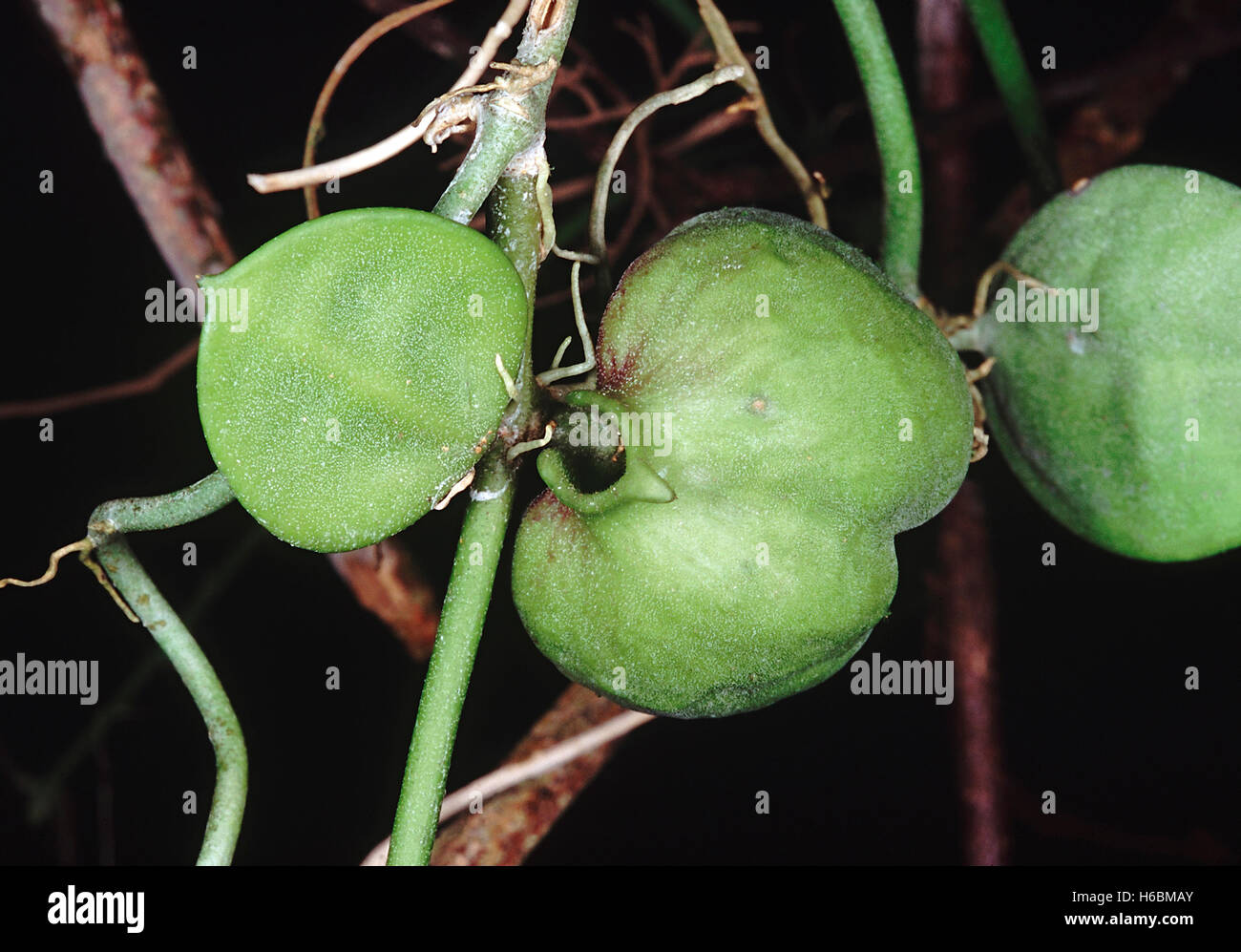 Normal flora hi-res stock photography and images - Alamy