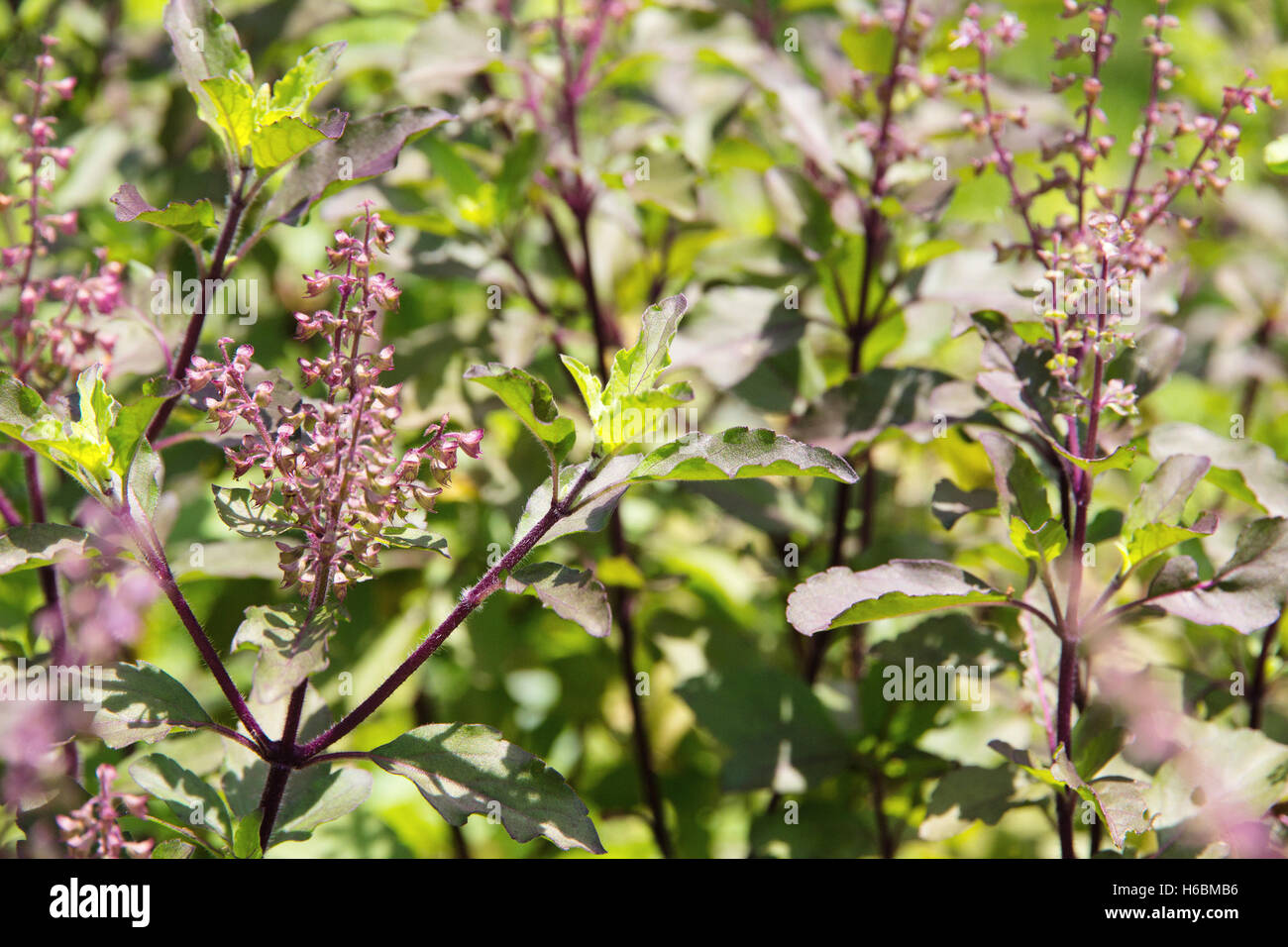 Fresh basil flower plant background Stock Photo - Alamy