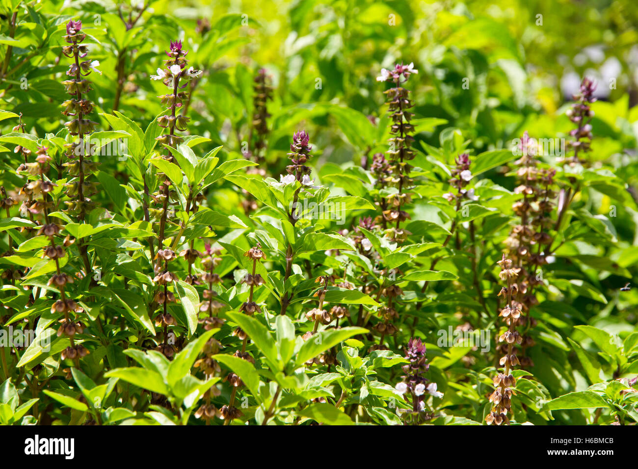 Fresh basil flower plant Stock Photo - Alamy