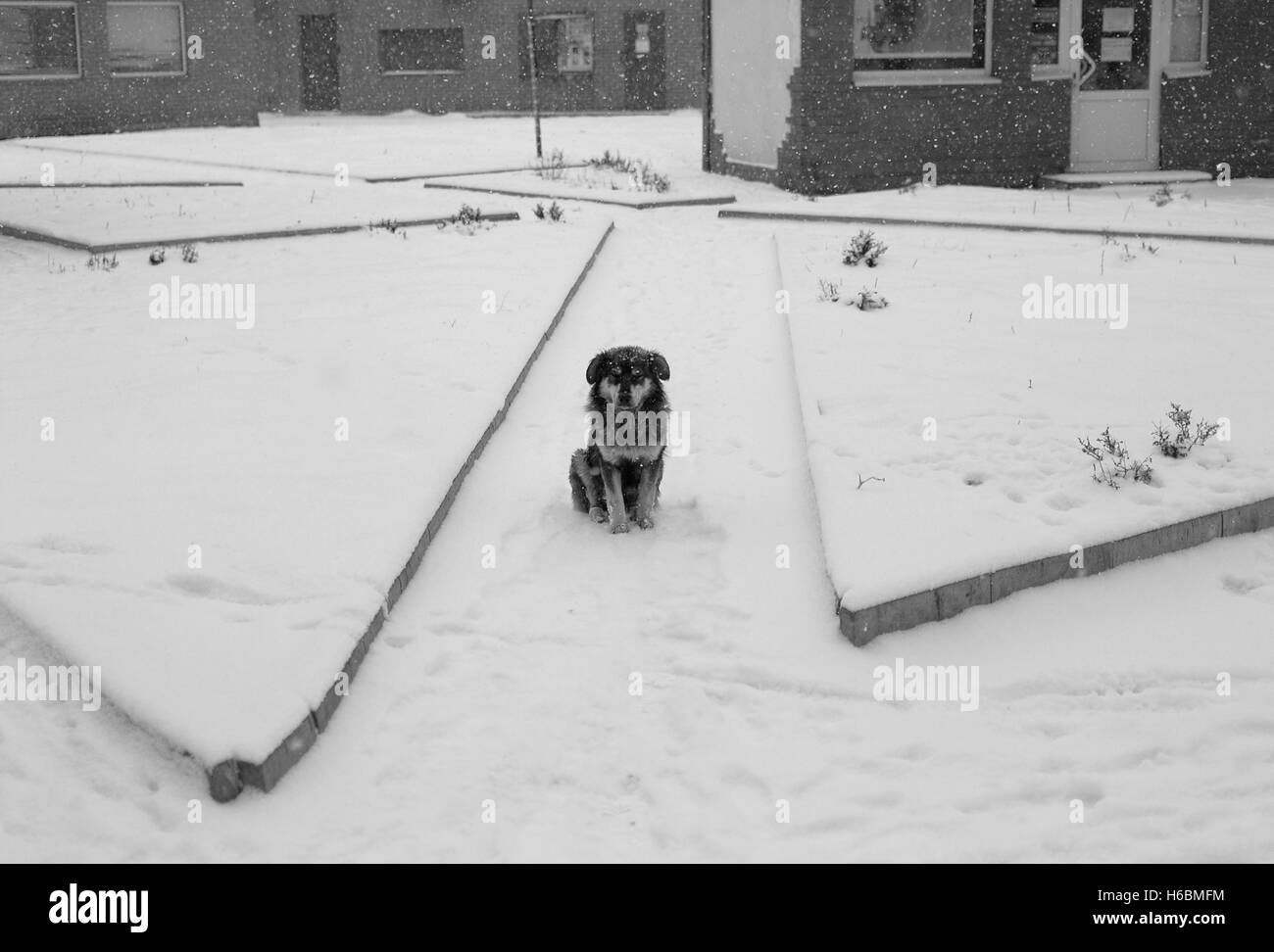 Homeless dog sitting on the walkway on the snowy day Stock Photo - Alamy