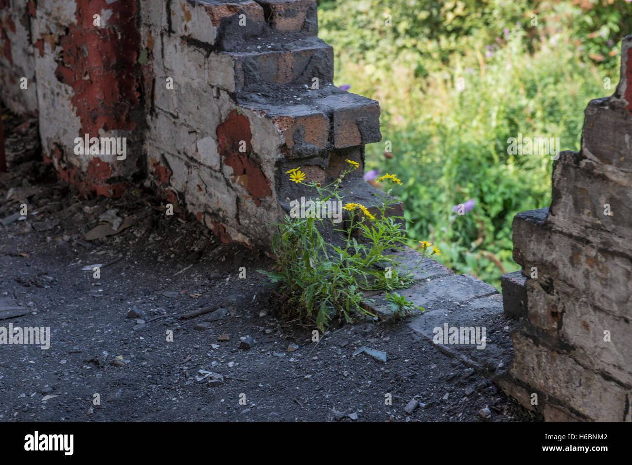 Inside the now derelict Falcon Pottery, Stoke on Trent, Staffordshire ...