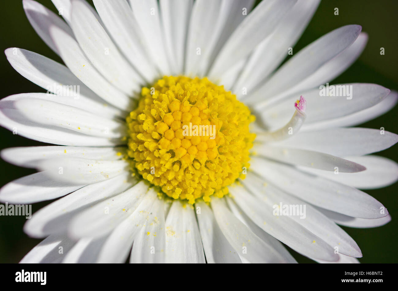 Small spring garden hi-res stock photography and images - Alamy