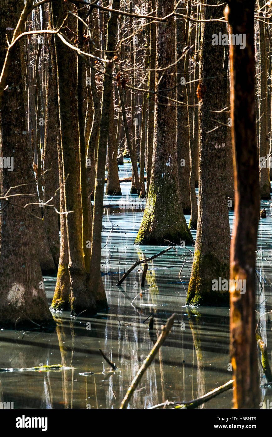 Trees in the swamp Stock Photo - Alamy