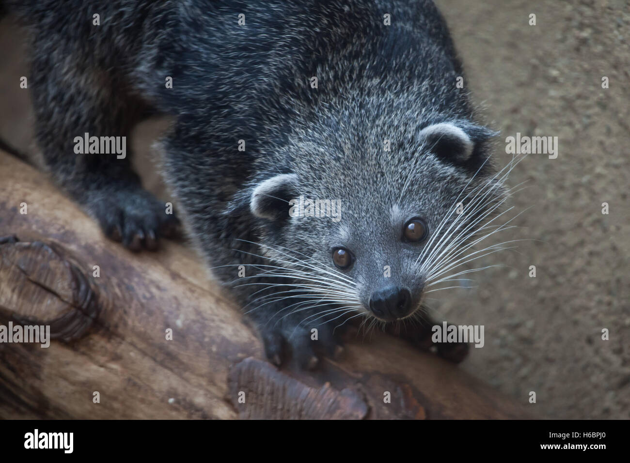 Asian bearcat hi-res stock photography and images - Alamy