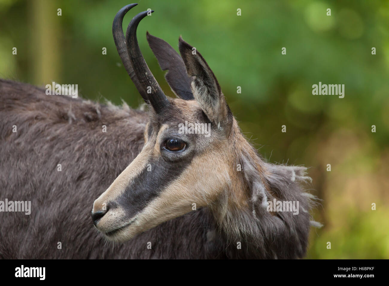 Alpine chamois (Rupicapra rupicapra rupicapra). Wildlife animal Stock ...