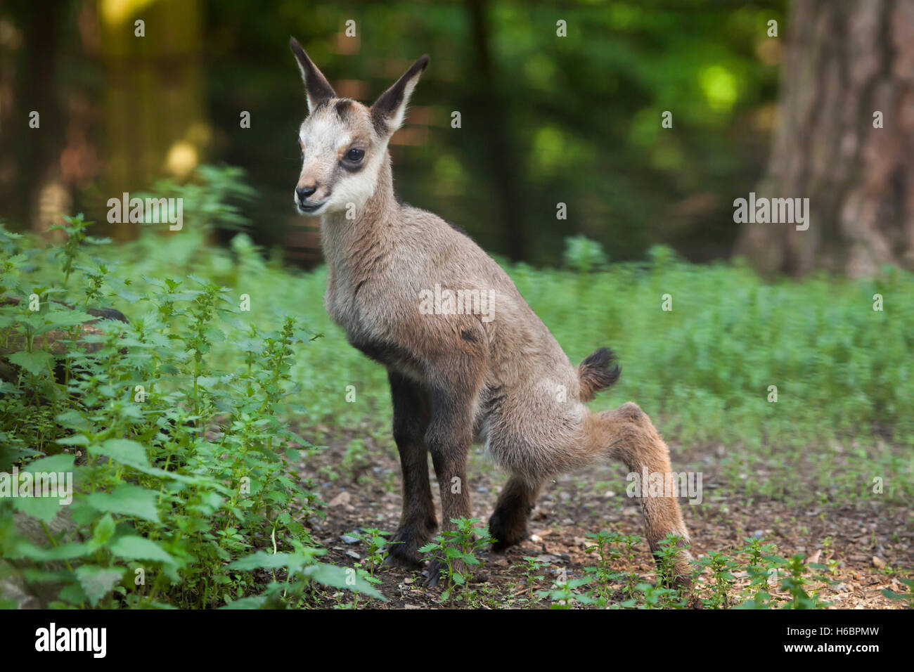Alpine chamois (Rupicapra rupicapra rupicapra). Wildlife animal Stock ...