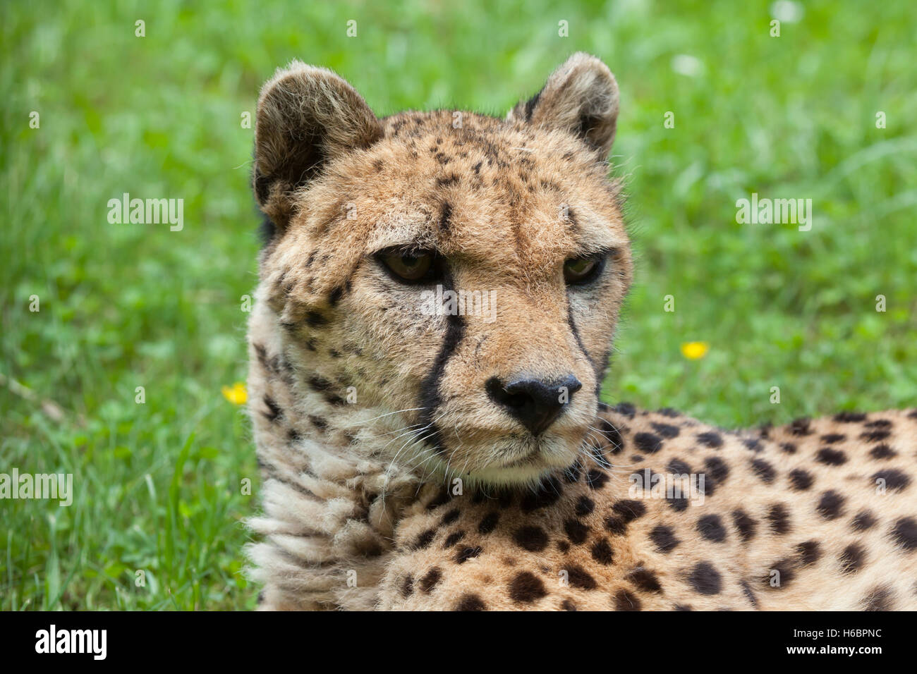 Asian cheetahs hi-res stock photography and images - Alamy