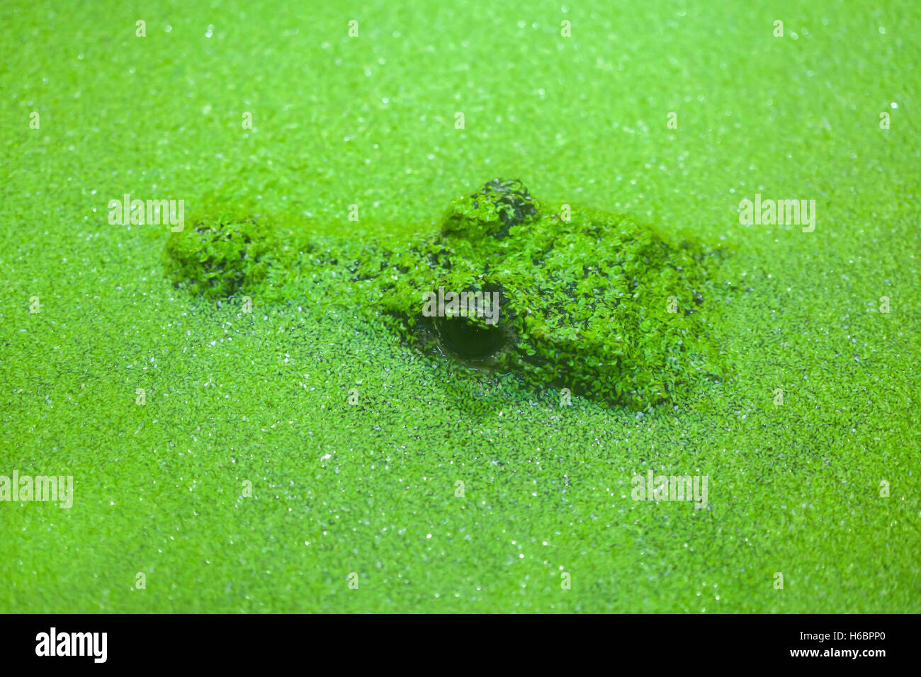 Dwarf crocodile (Osteolaemus tetraspis), also known as the African ...