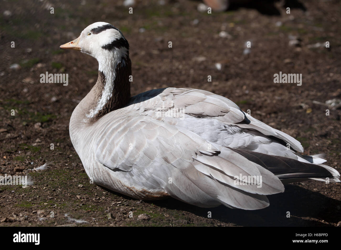 Bar-headed goose (Anser indicus). Wildlife animal Stock Photo - Alamy