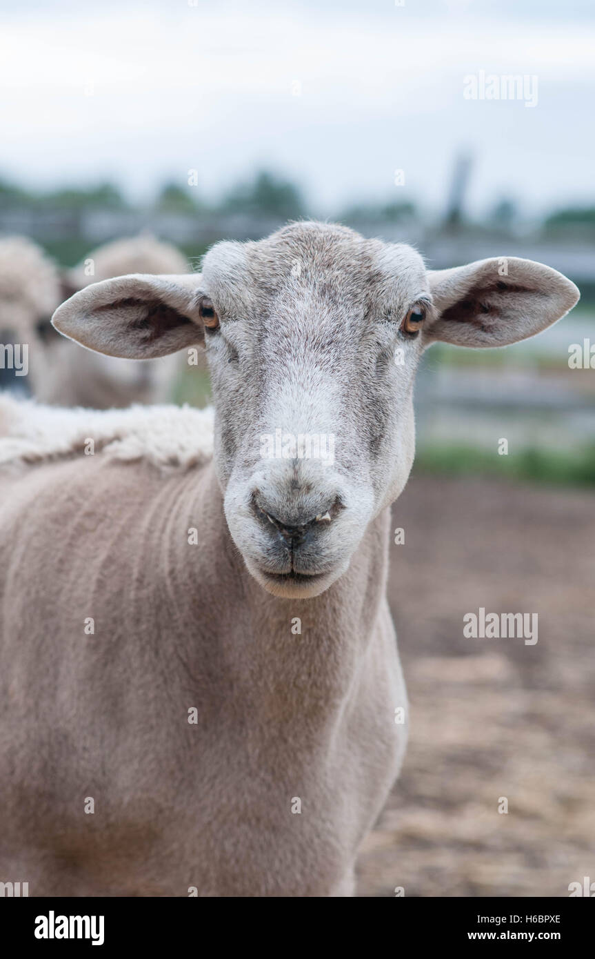 A sheared sheep looks forward with curiosity on a cloudy day Stock ...