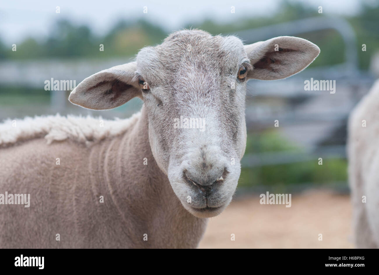 Sheared sheep hi-res stock photography and images - Alamy
