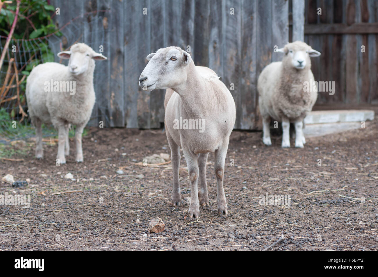 Barnyard hi-res stock photography and images - Alamy