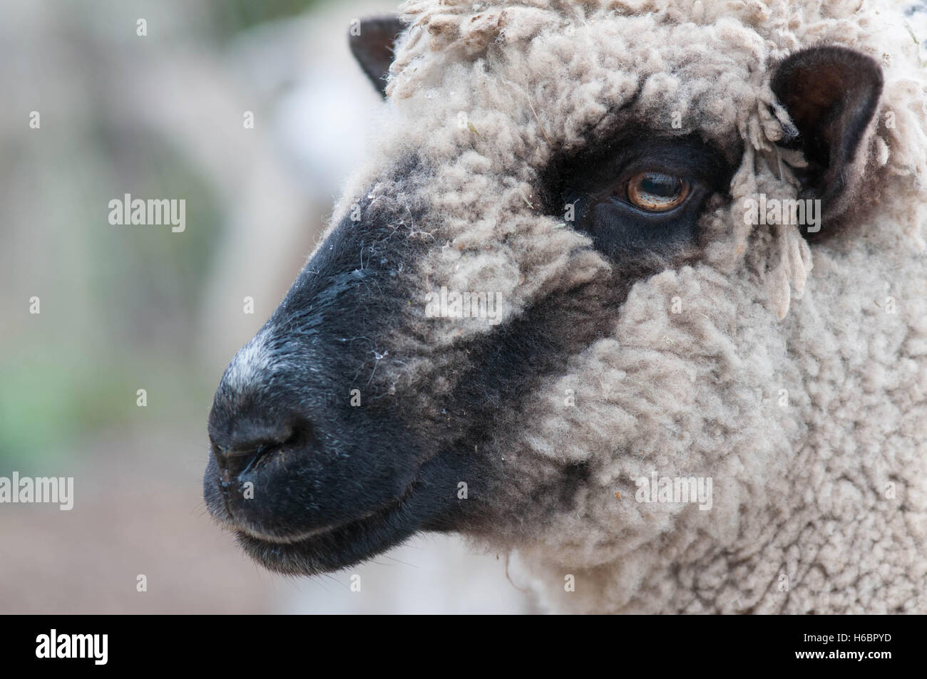 A sheep face in profile Stock Photo - Alamy
