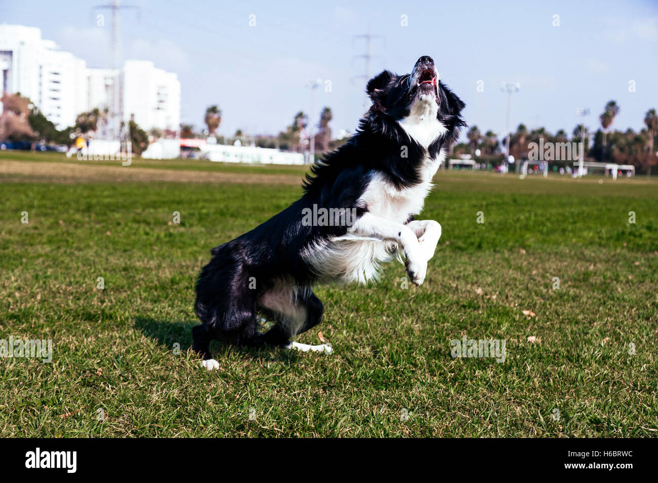 A Border Collie dog playing on a sunny day at the park Stock Photo - Alamy