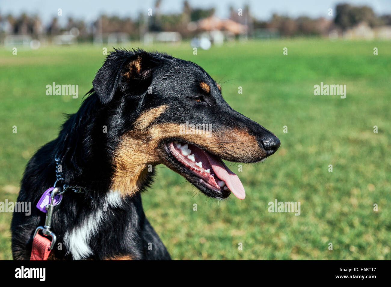 Beauceron with Australian Shepherd dog portrait on a sunny day at an ...