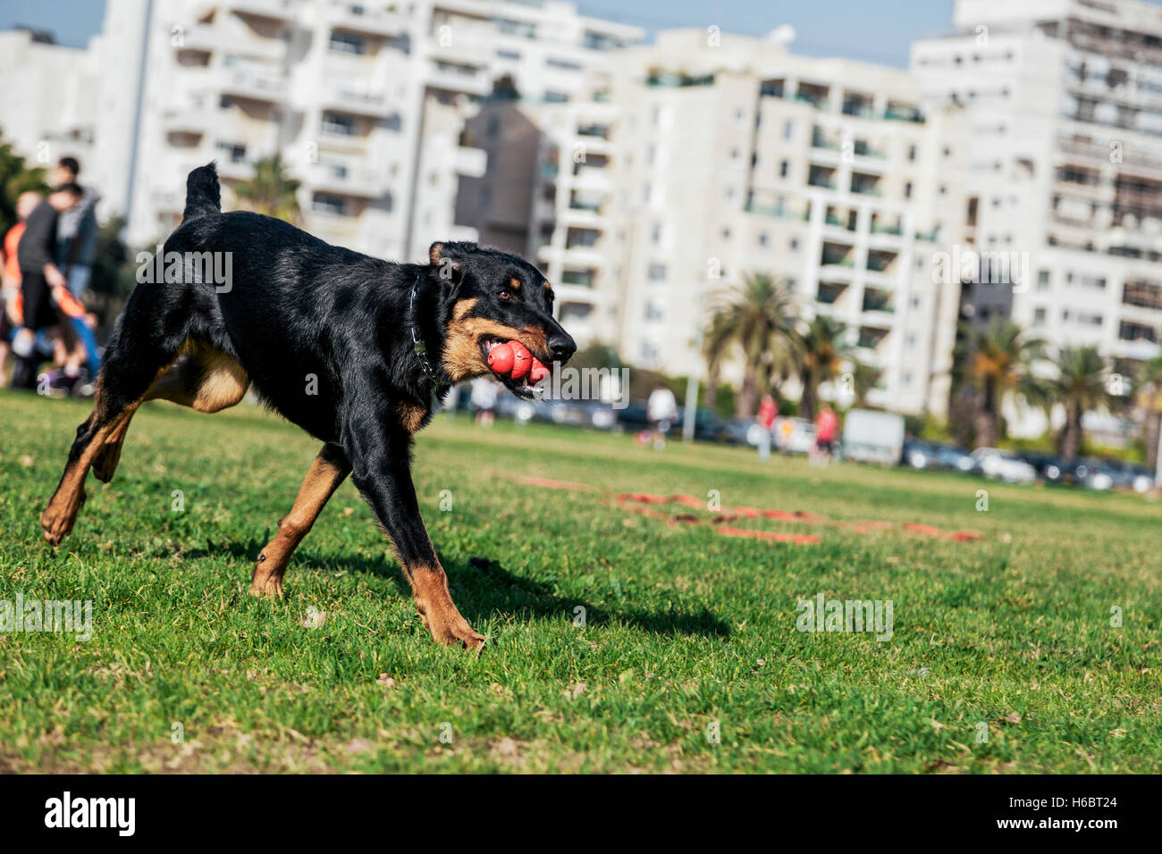 Beauceron with Australian Shepherd dog running after a toy in the park ...