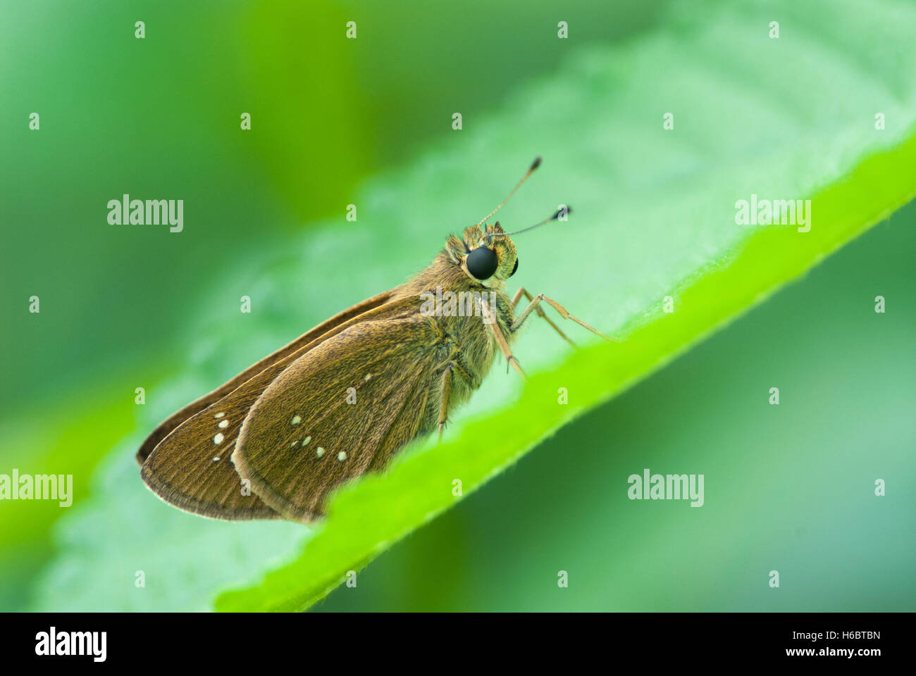 The beautiful rice swift butterfly on a leaf in Mahabaleshwar Stock ...