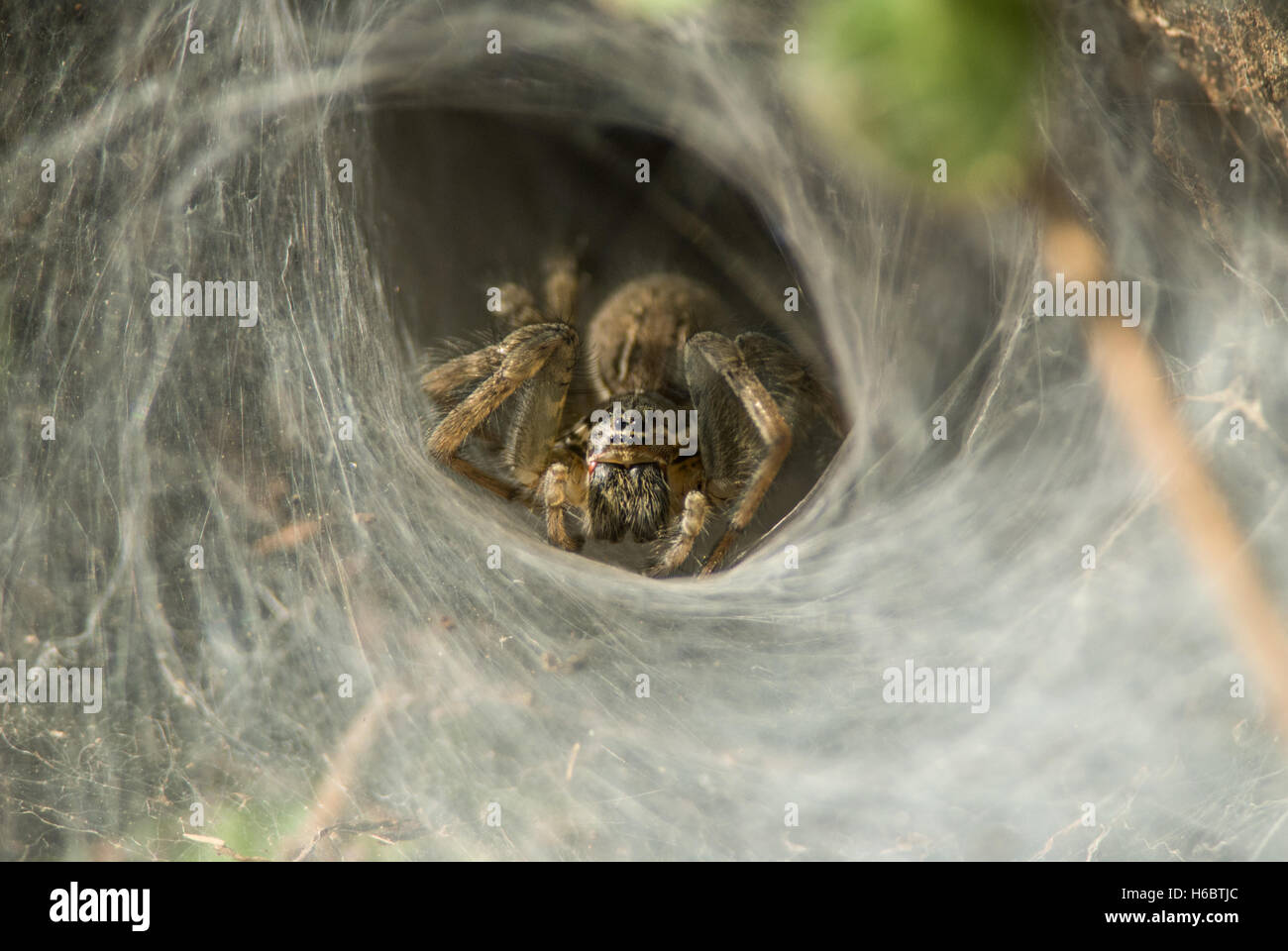 Indian funnel web spider hi-res stock photography and images - Alamy