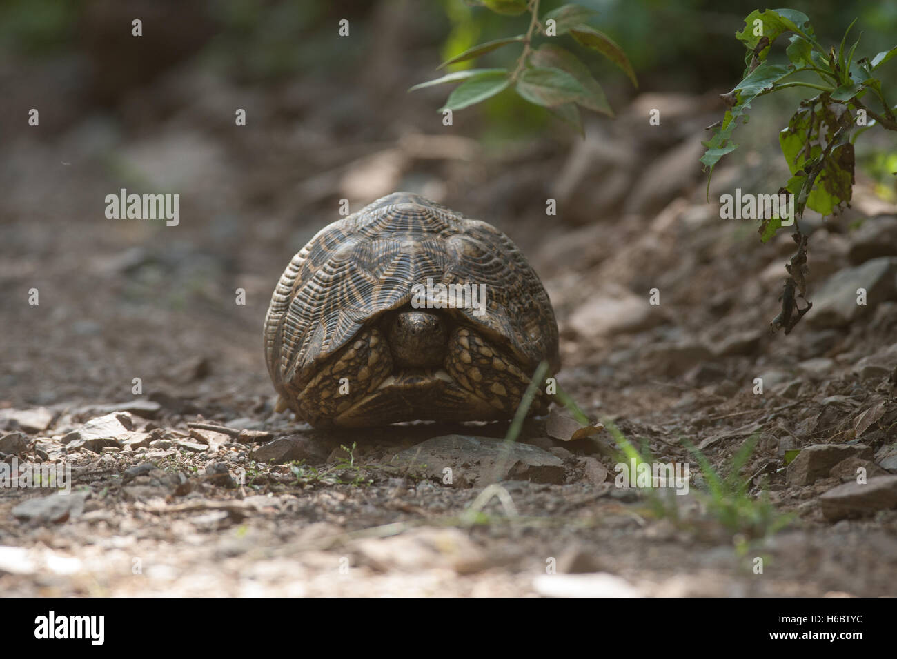 Star Tortoise treads slowly on the forest floor in Sariska Tiger ...