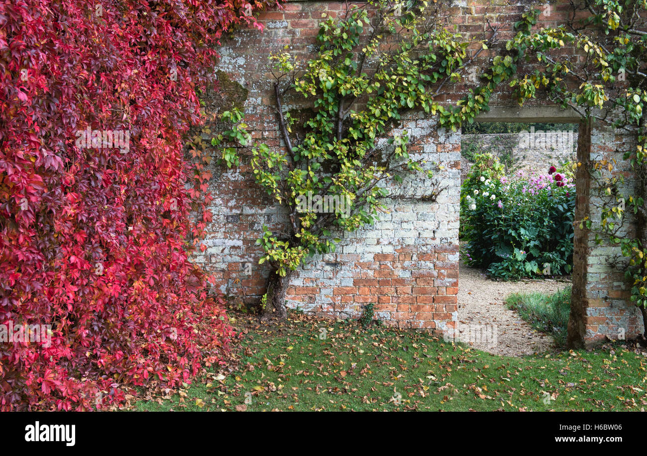 Parthenocissus quinquefolia. Virginia Creeper / American ivy in Rousham ...