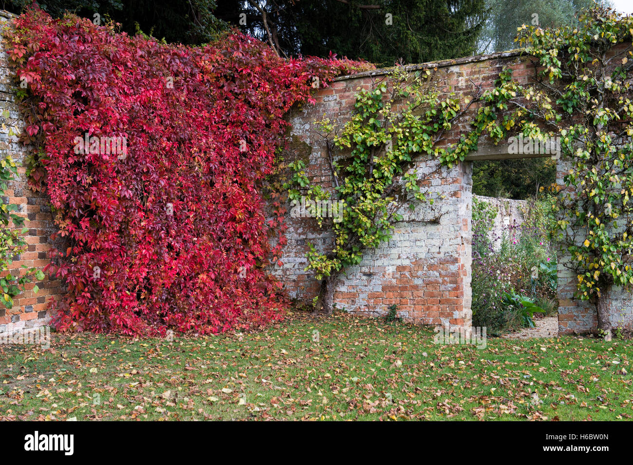 Parthenocissus quinquefolia. Virginia Creeper / American ivy in Rousham ...