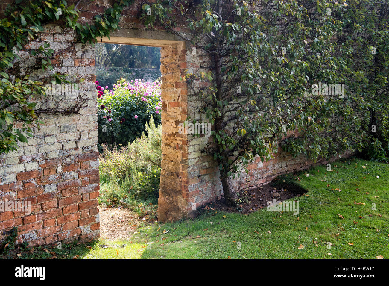 Fan apple trees hi-res stock photography and images - Alamy