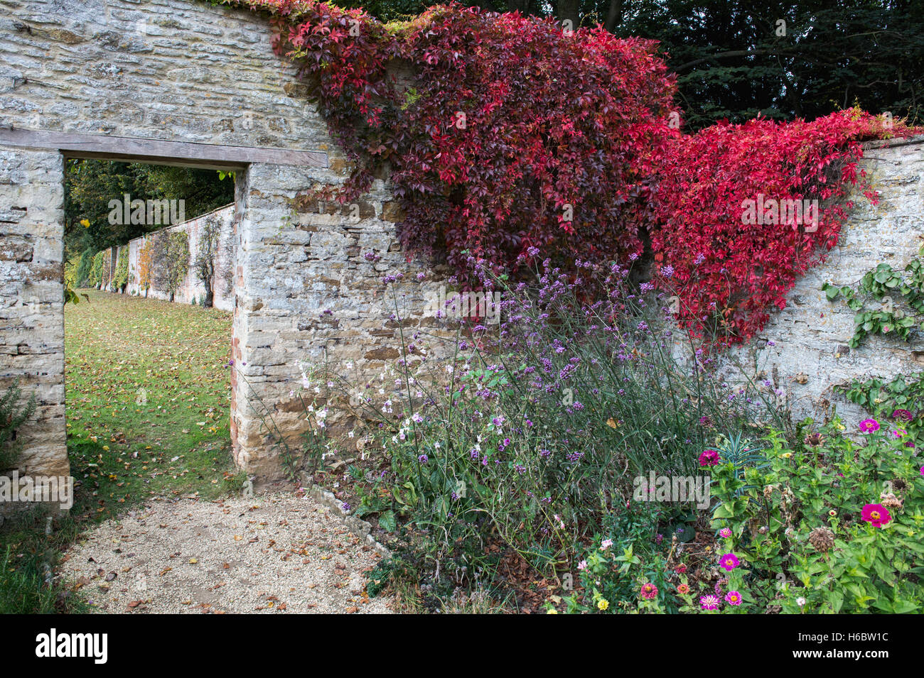 Parthenocissus quinquefolia. Virginia Creeper / American ivy in Rousham ...