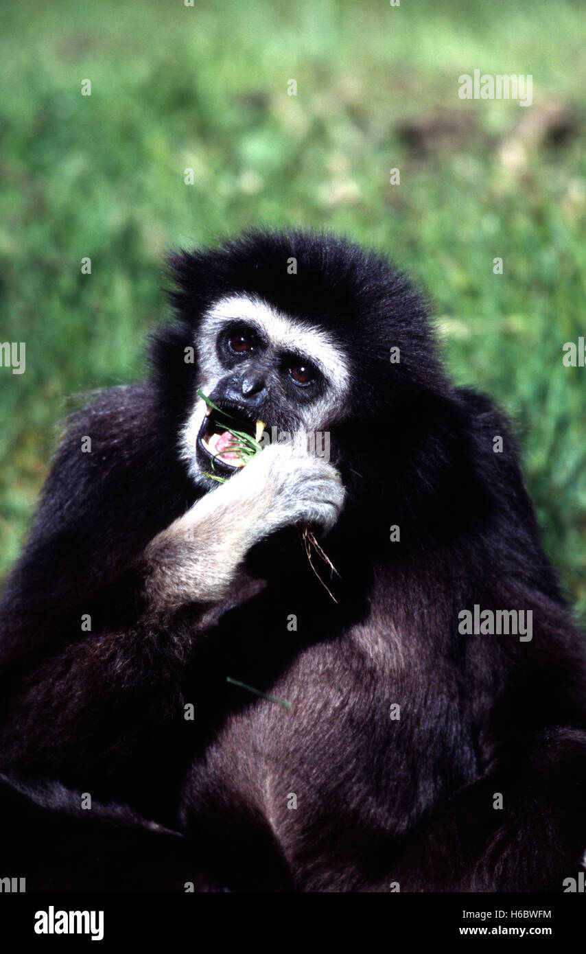 White handed gibbon Stock Photo - Alamy