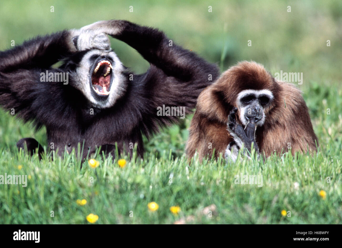 White handed gibbon Stock Photo - Alamy
