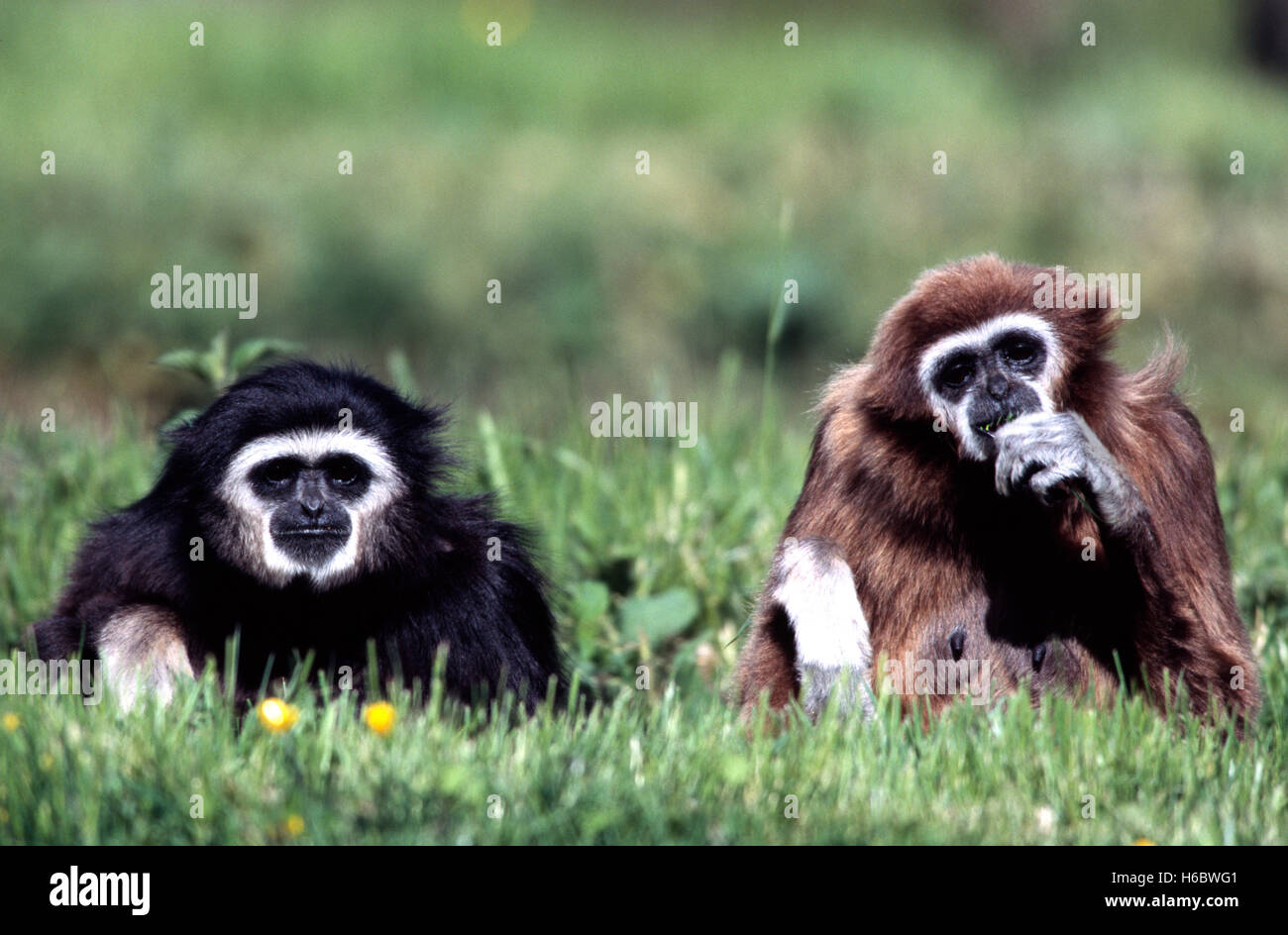 White handed gibbon Stock Photo - Alamy