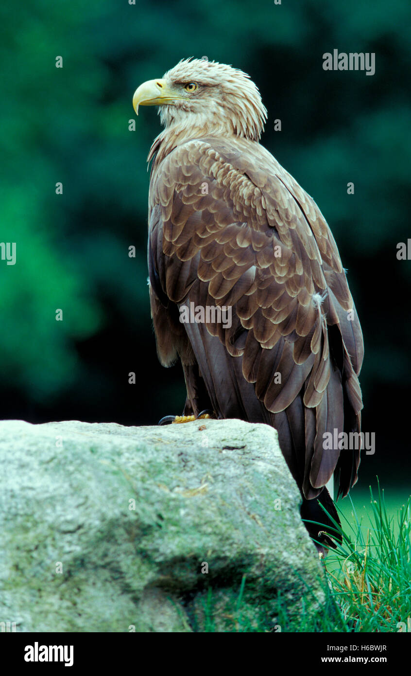 White tailed Eagle Stock Photo - Alamy