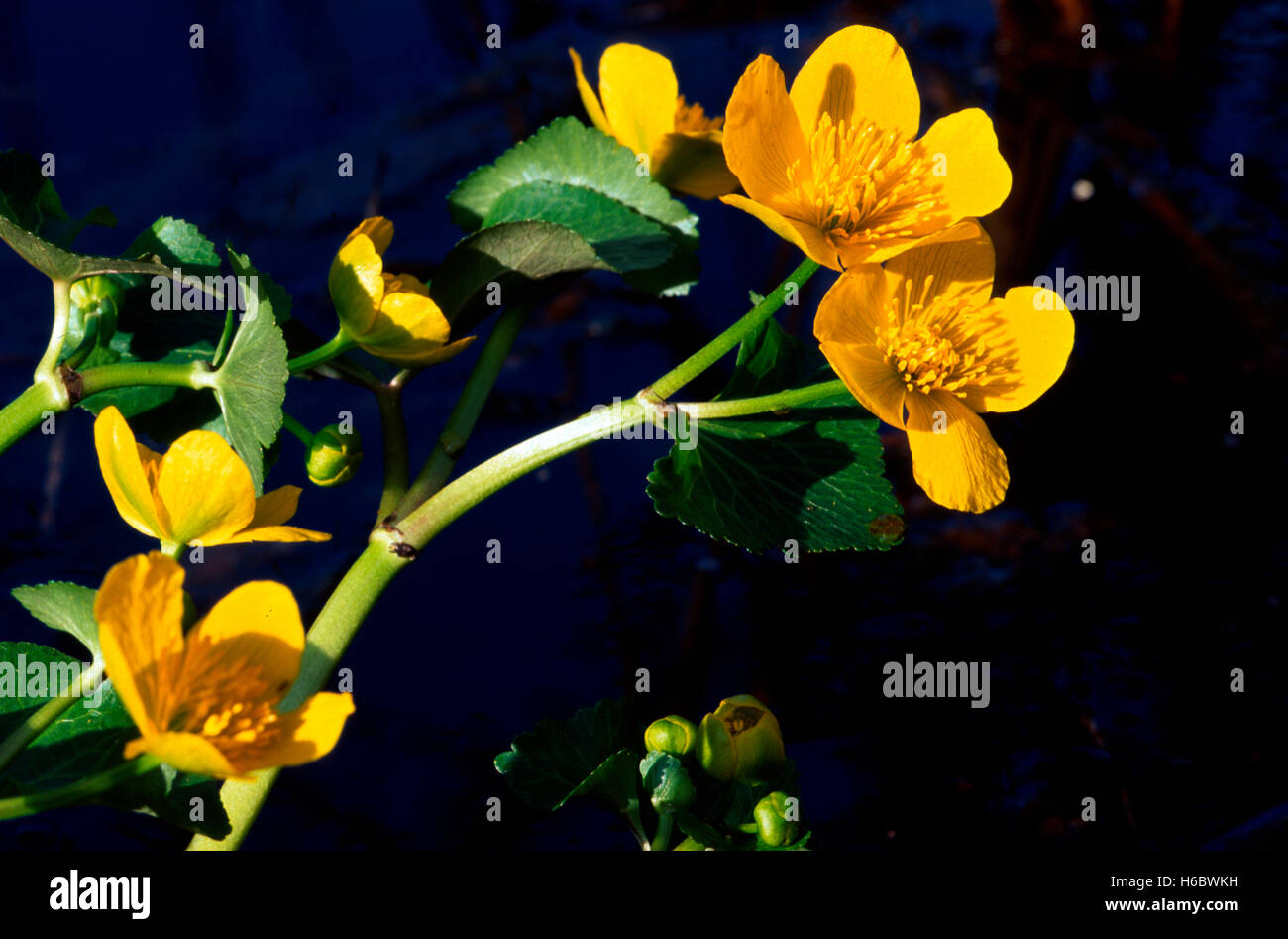 Yellow marsh marigold Stock Photo - Alamy