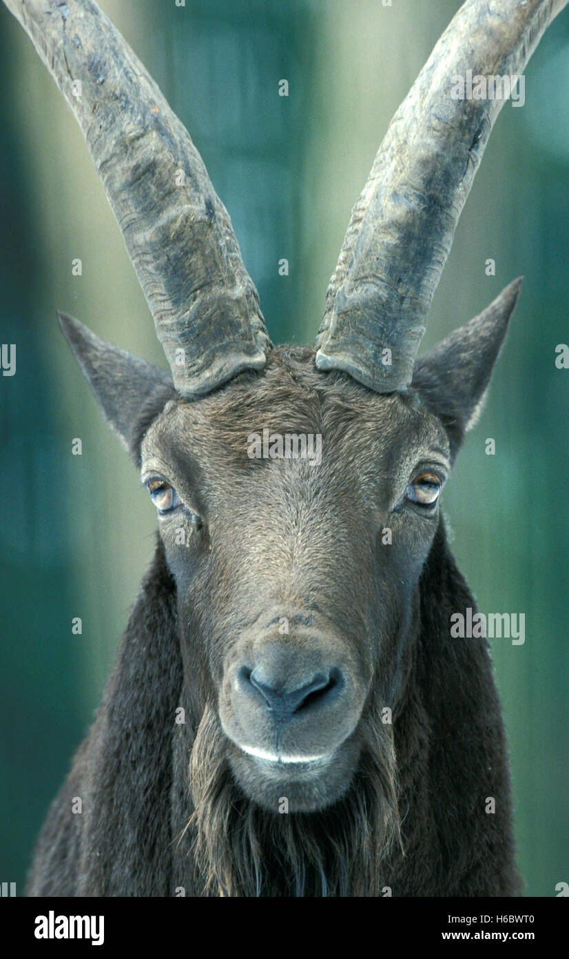 Sibirian ibex hi-res stock photography and images - Alamy