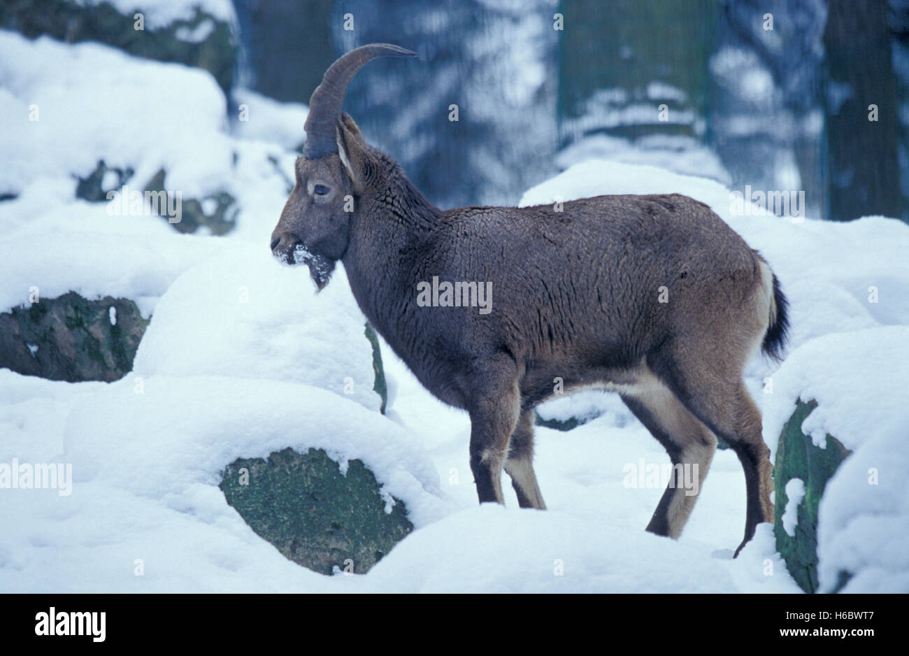 Sibirian ibex hi-res stock photography and images - Alamy