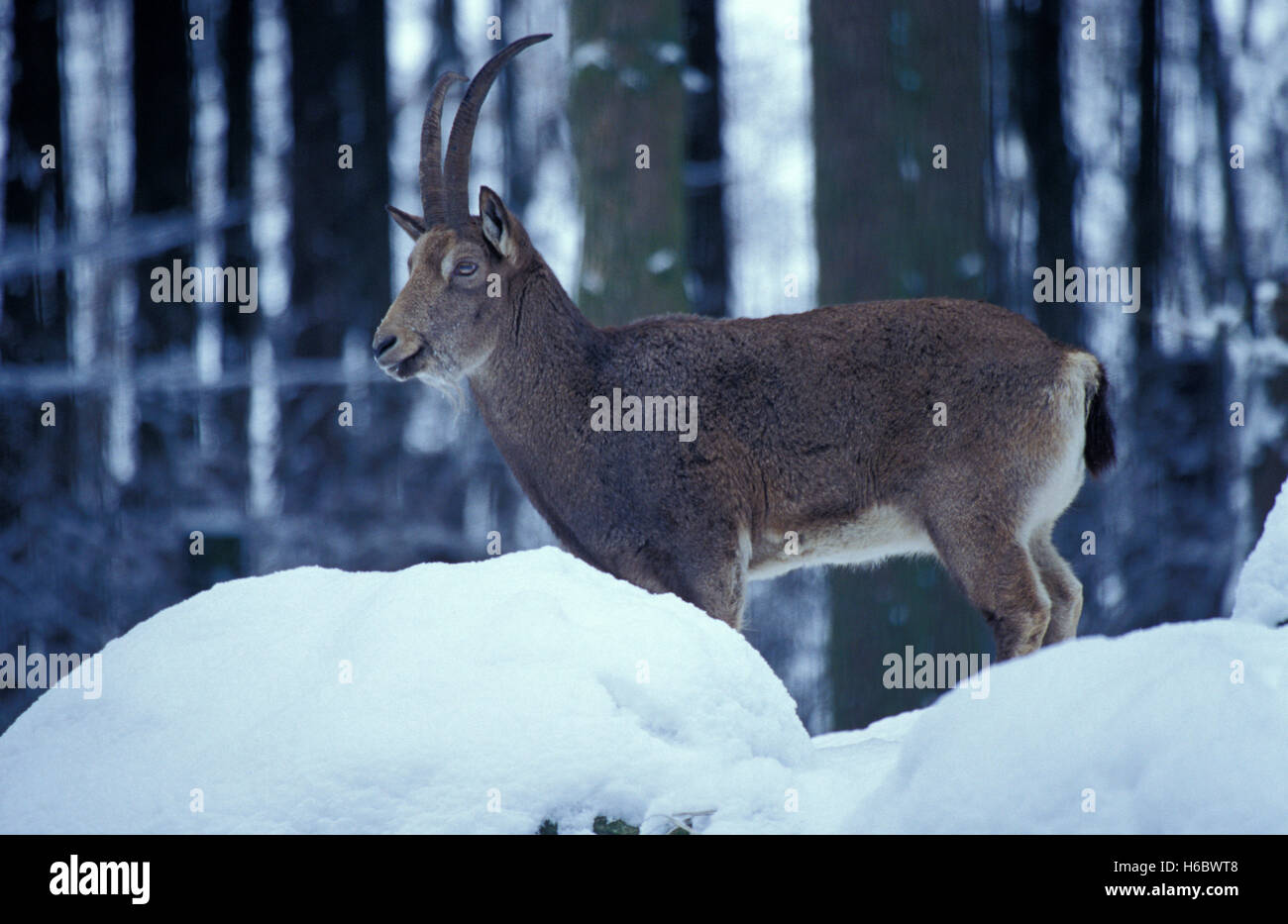 Sibirian ibex hi-res stock photography and images - Alamy