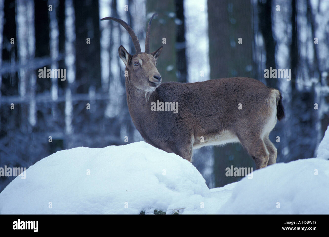 Sibirian ibex hi-res stock photography and images - Alamy
