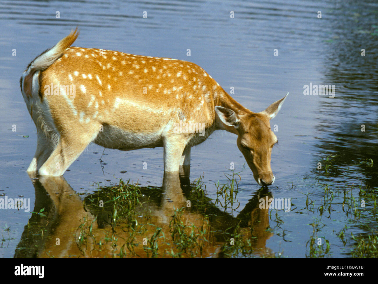 Fallow dear hi-res stock photography and images - Alamy