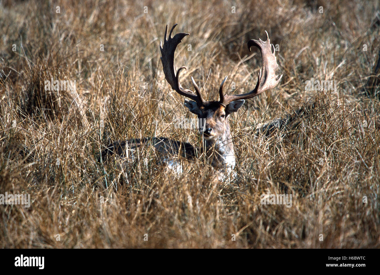 Fallow dear hi-res stock photography and images - Alamy