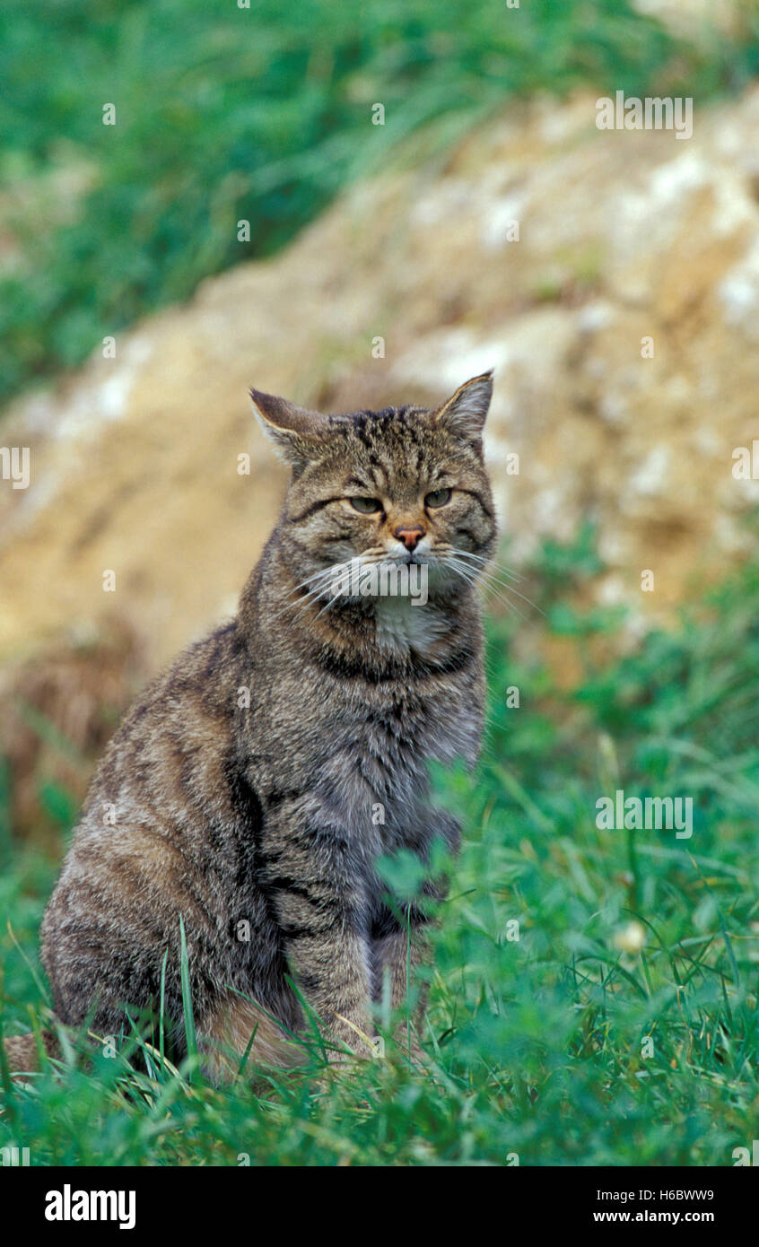 European wild cat Stock Photo - Alamy