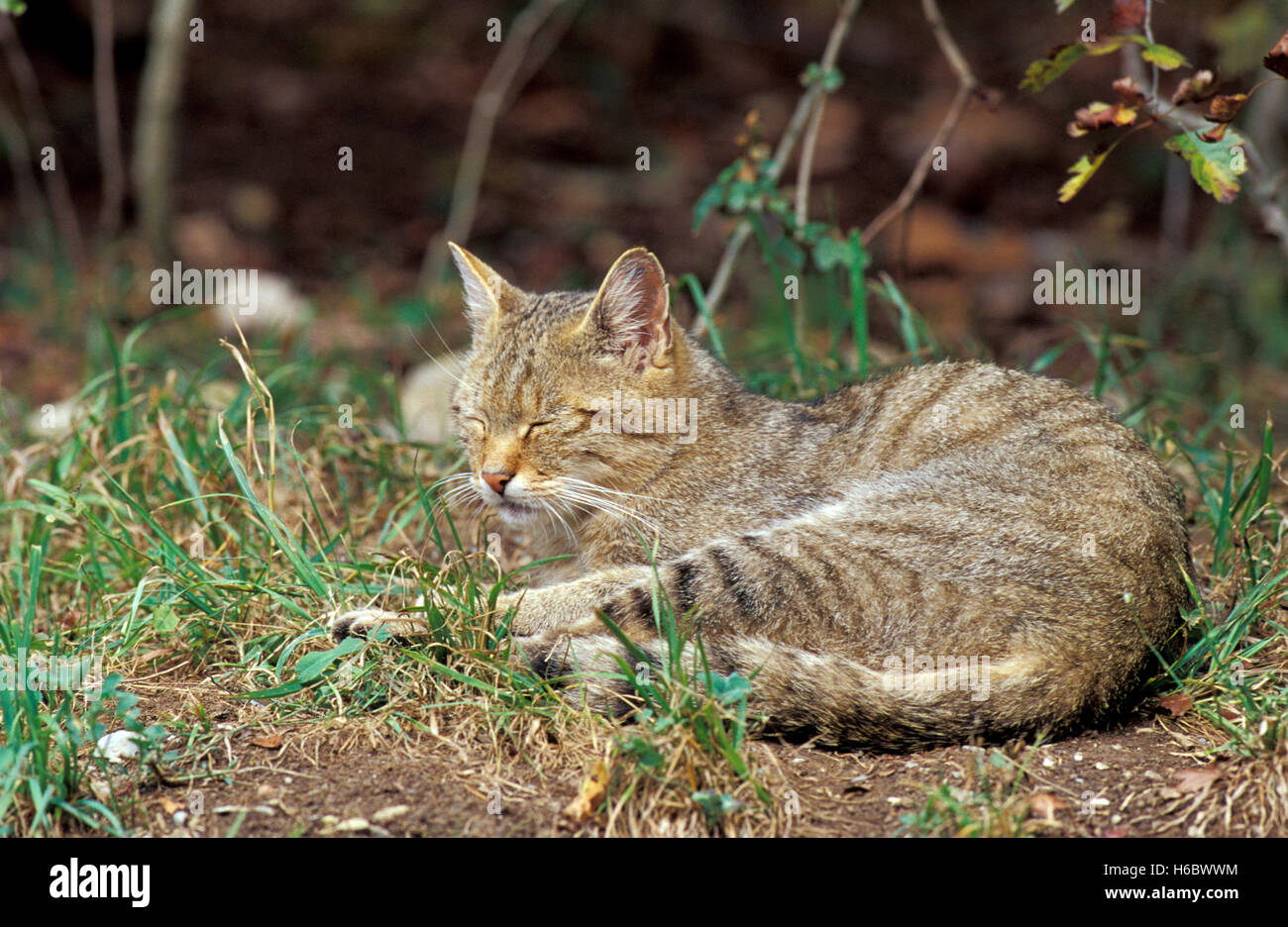 European wild cat Stock Photo - Alamy