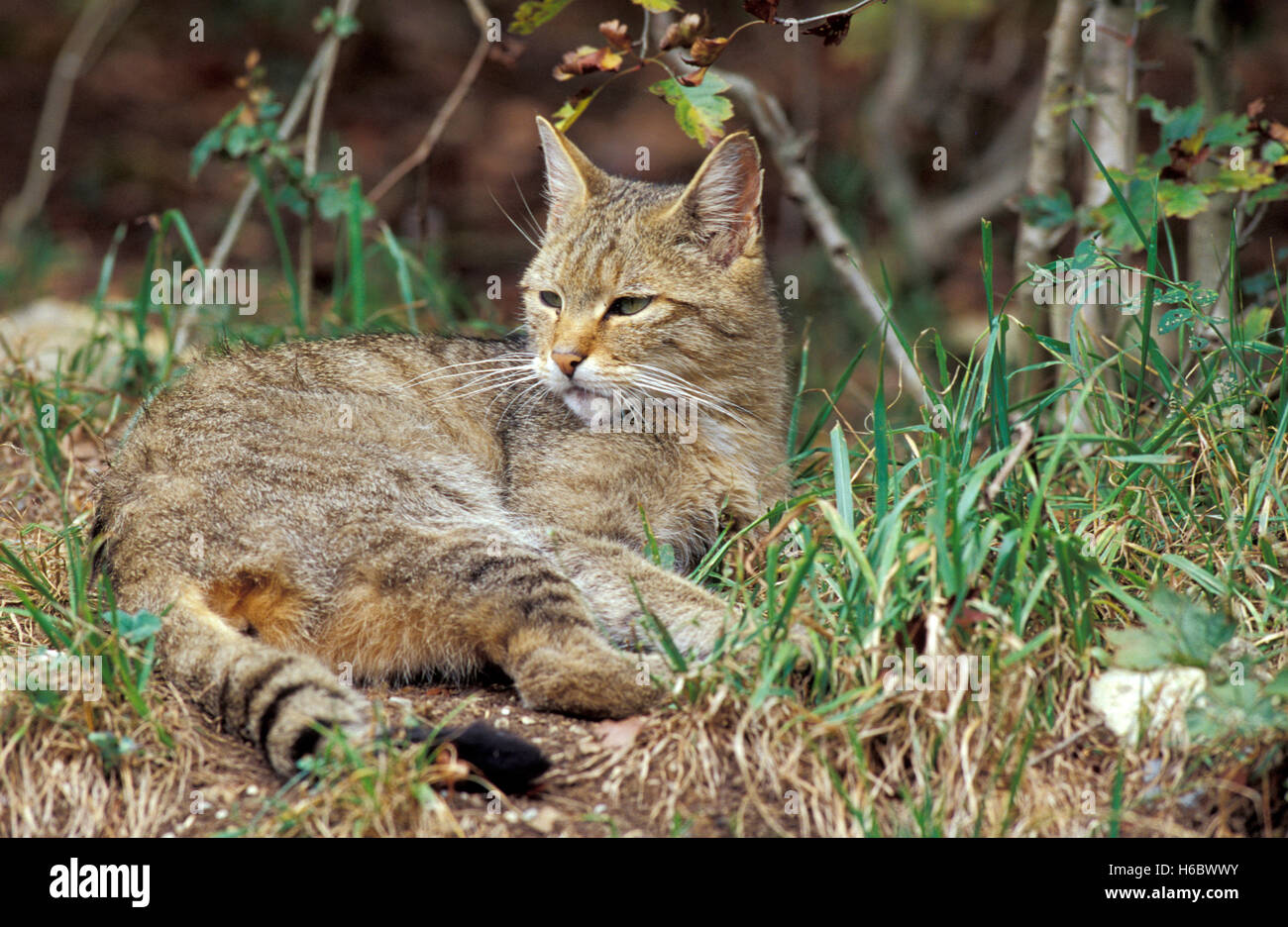 European wild cat Stock Photo - Alamy