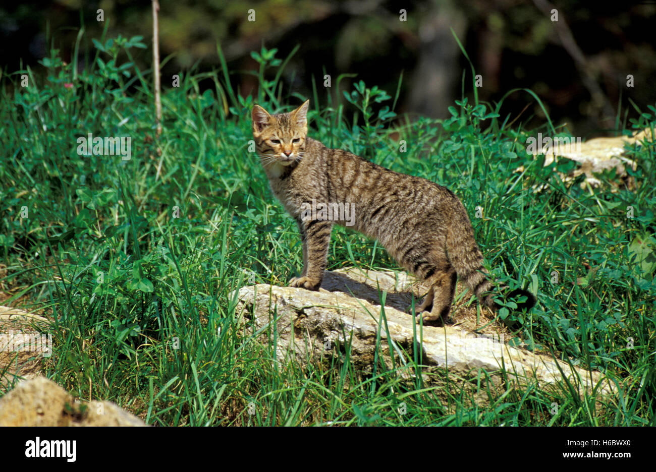 European wild cat Stock Photo - Alamy