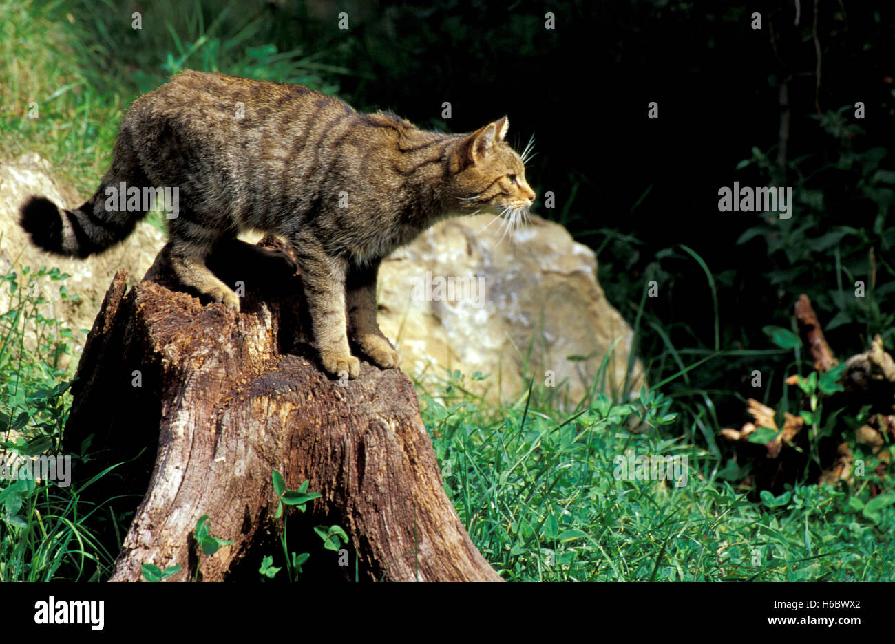 European wild cat Stock Photo - Alamy