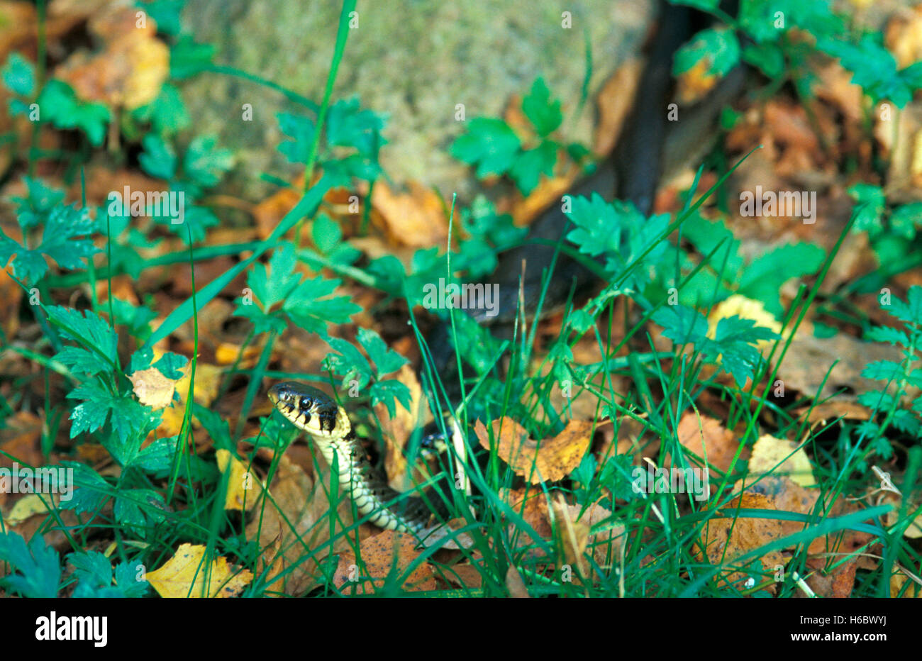 Ringed snakes hi-res stock photography and images - Alamy