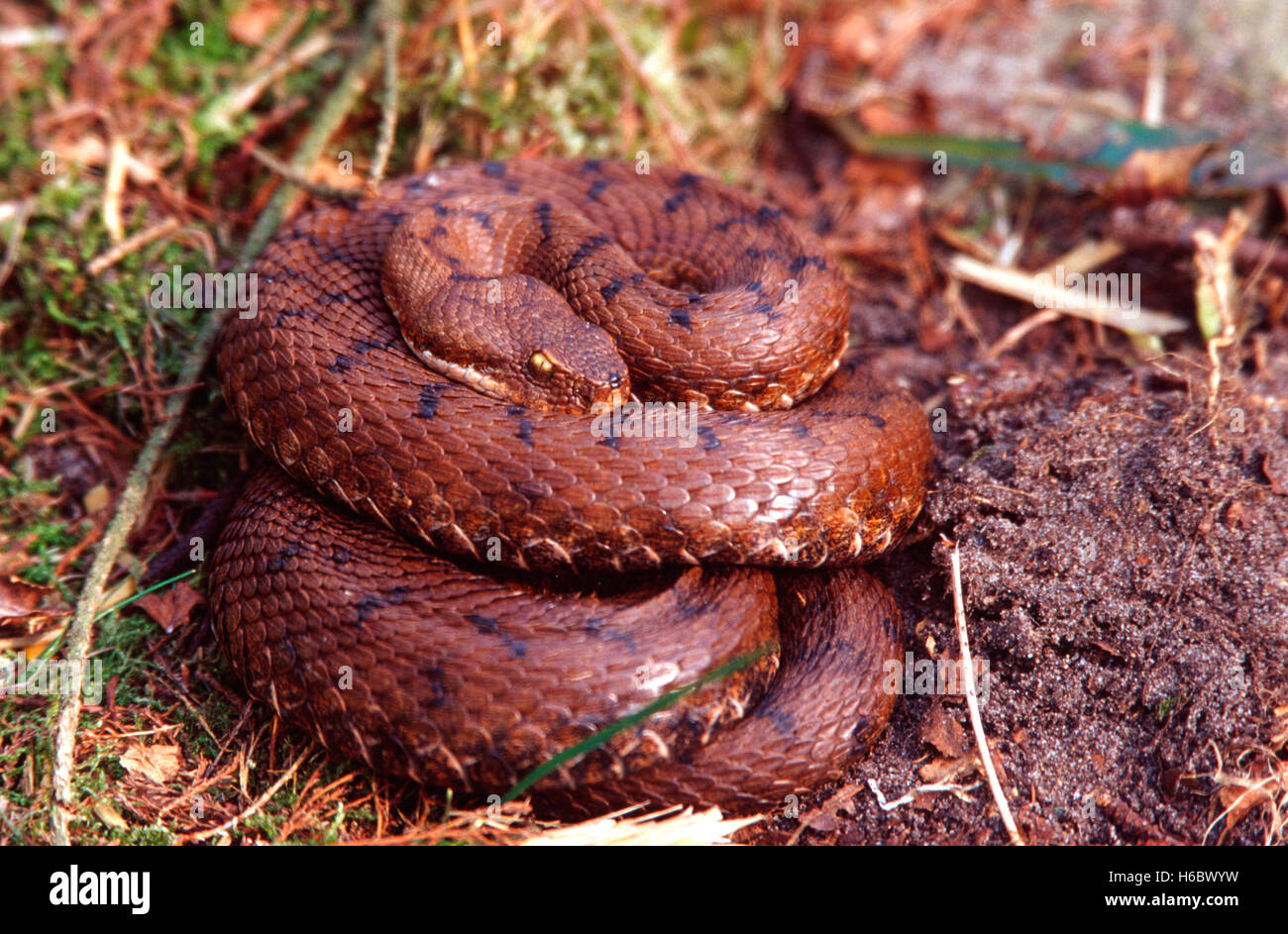 Viper vipers adder asp viper hi-res stock photography and images - Alamy