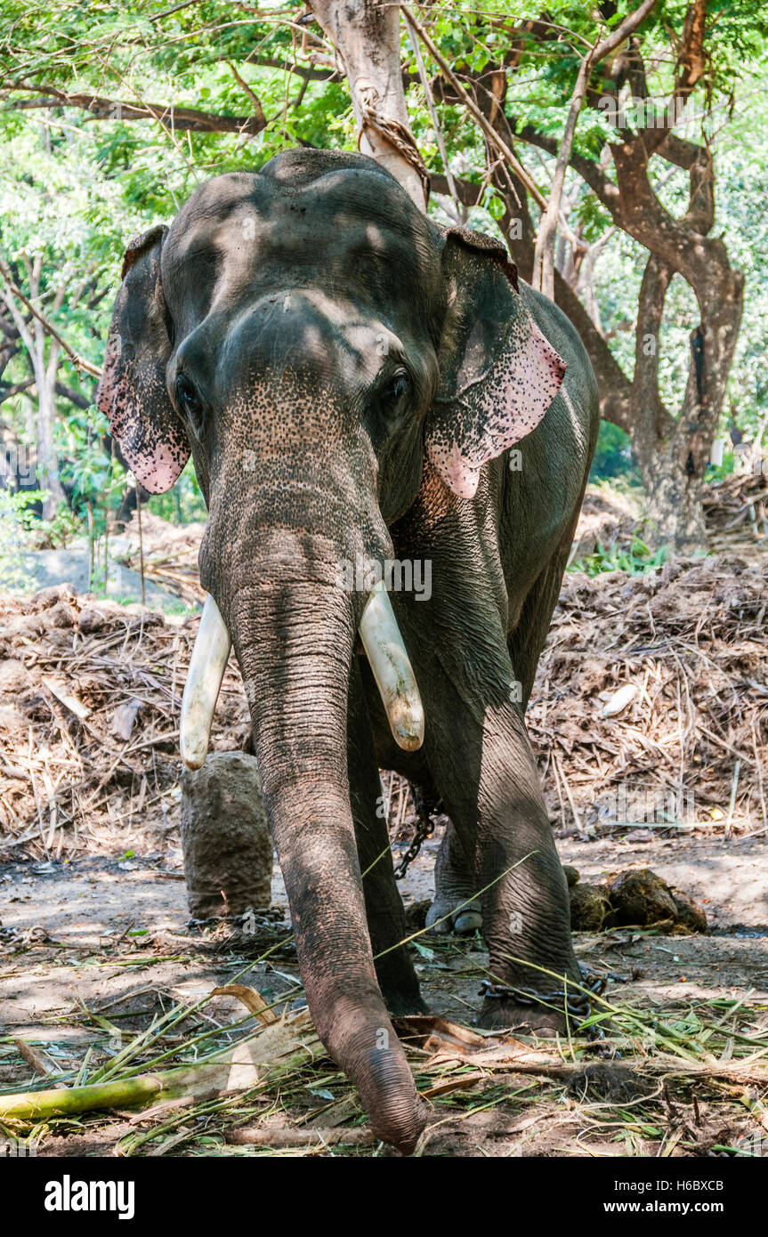 Captive chains hi-res stock photography and images - Alamy