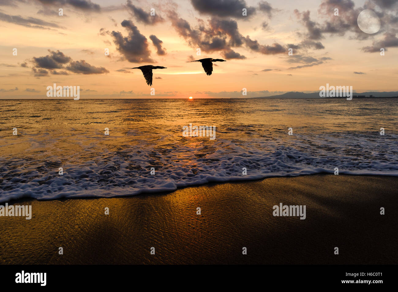 Birds flying at sunset hi-res stock photography and images - Alamy