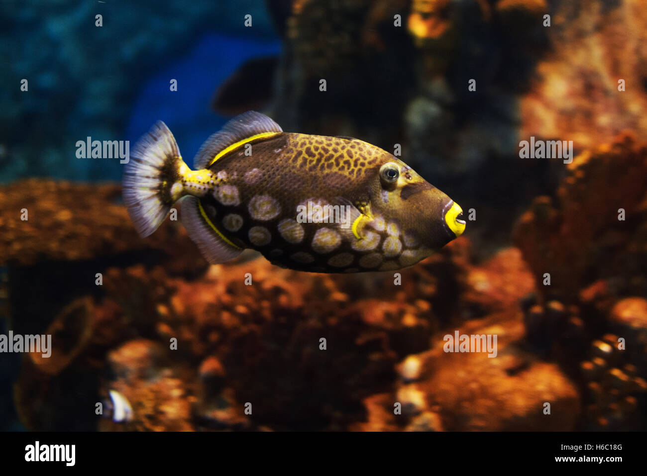 Close-up view of a Clown triggerfish (Balistoides conspicillum), soft ...